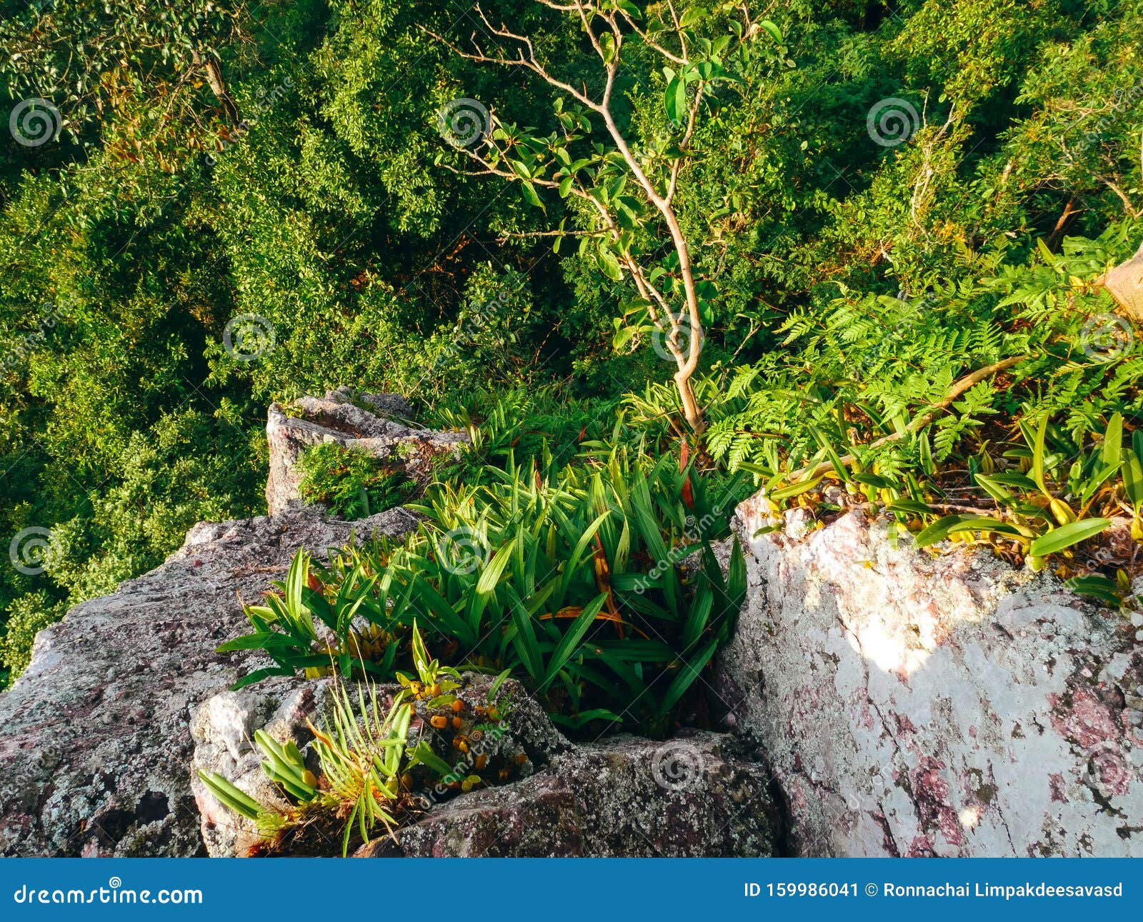 Rainforest Trees in the Morning Stock Image - Image of forest, leaf ...