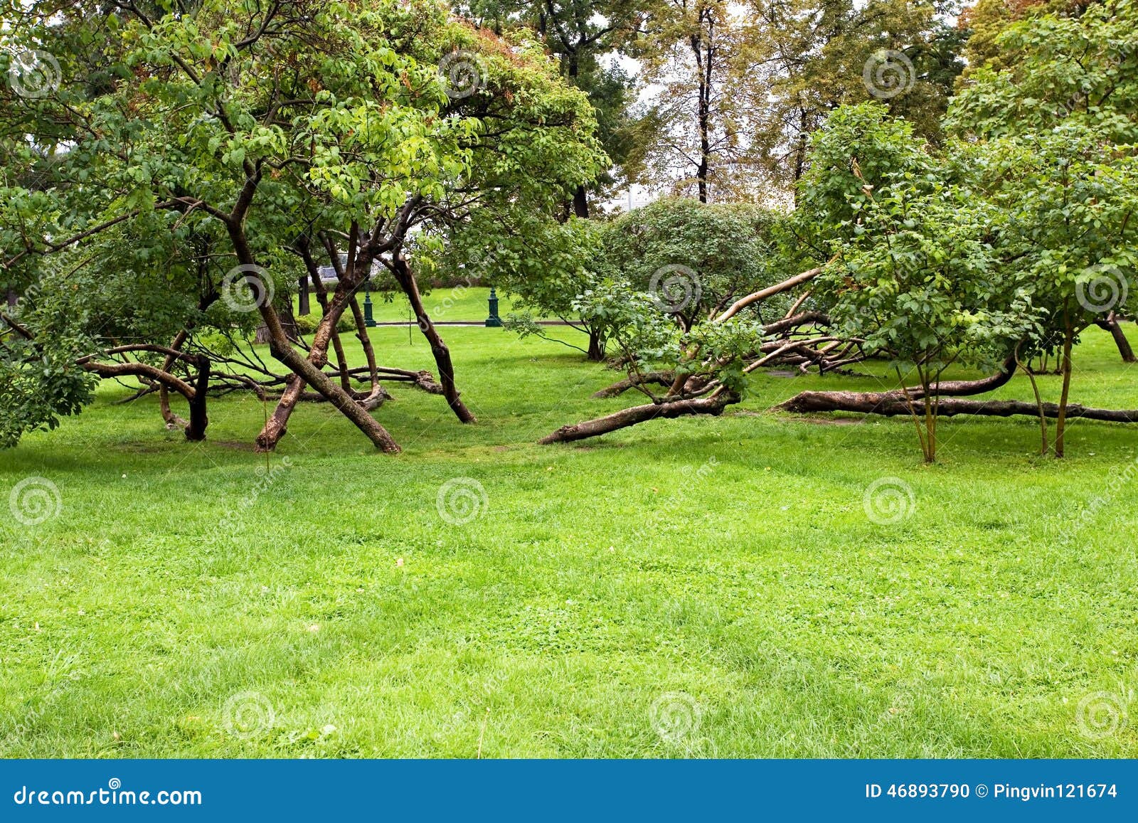 Trees after rain stock photo. Image of spring, fall, ground - 46893790
