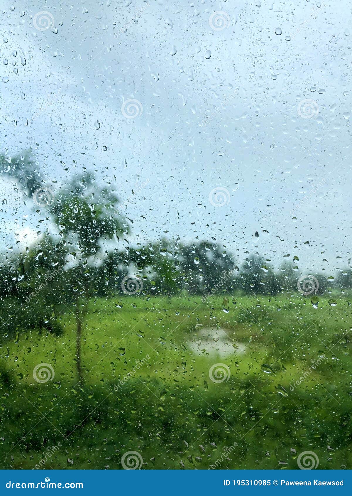 Trees and rain stock image. Image of full, puddle, rice - 195310985