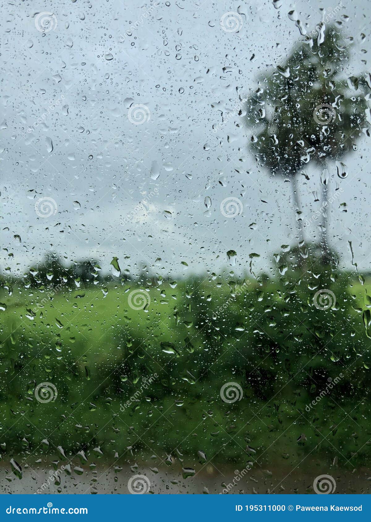 Trees and rain stock photo. Image of abstract, plants - 195311000