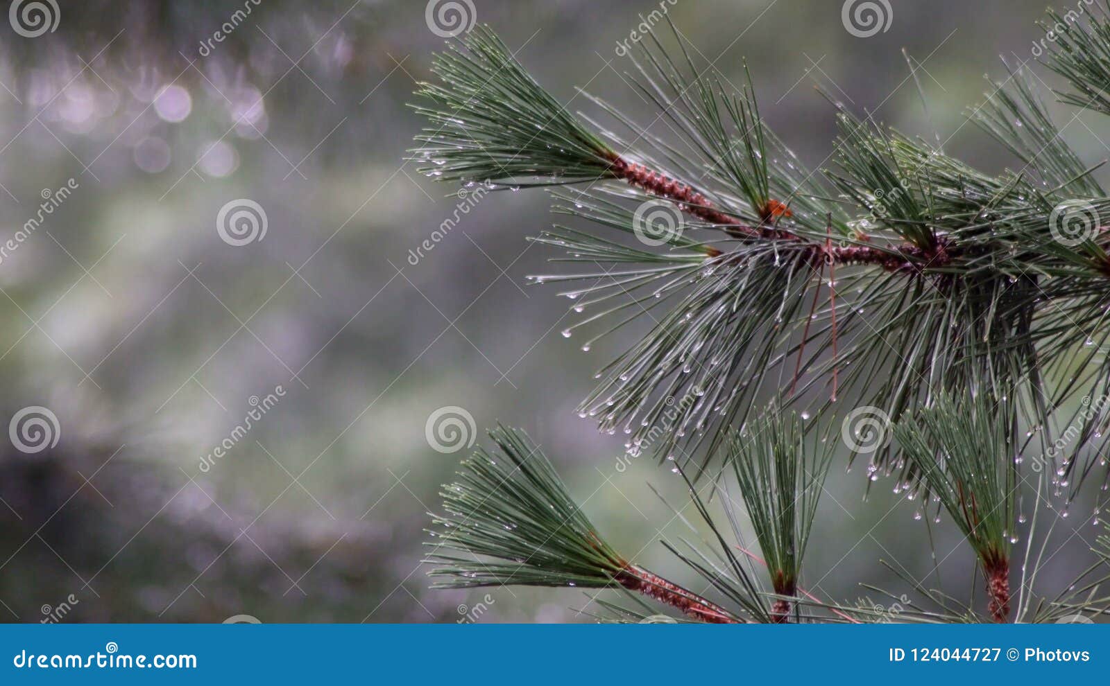 Trees in the Rain. Trees Under Rain Drops Stock Image - Image of forest ...