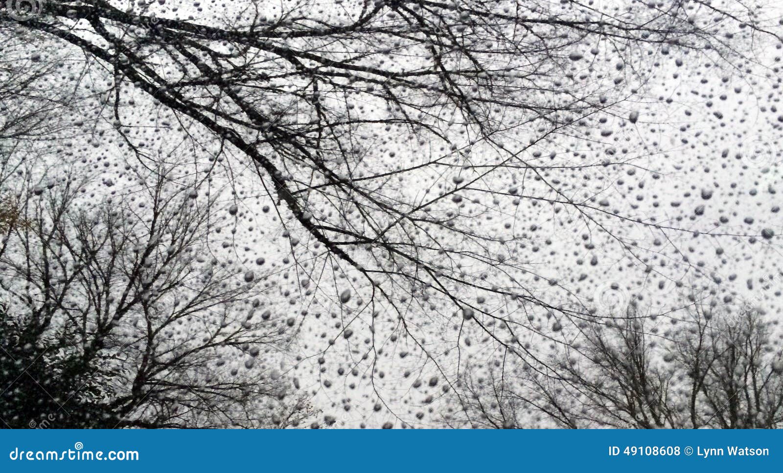 Trees and raindrops stock photo. Image of nature, branch - 49108608
