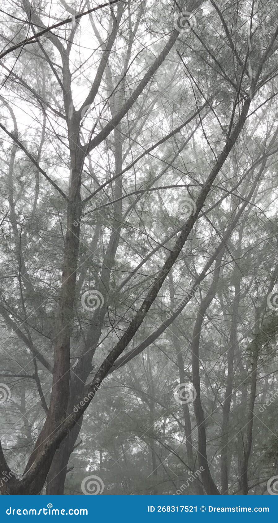 Trees when it rains stock image. Image of mist, forest - 268317521