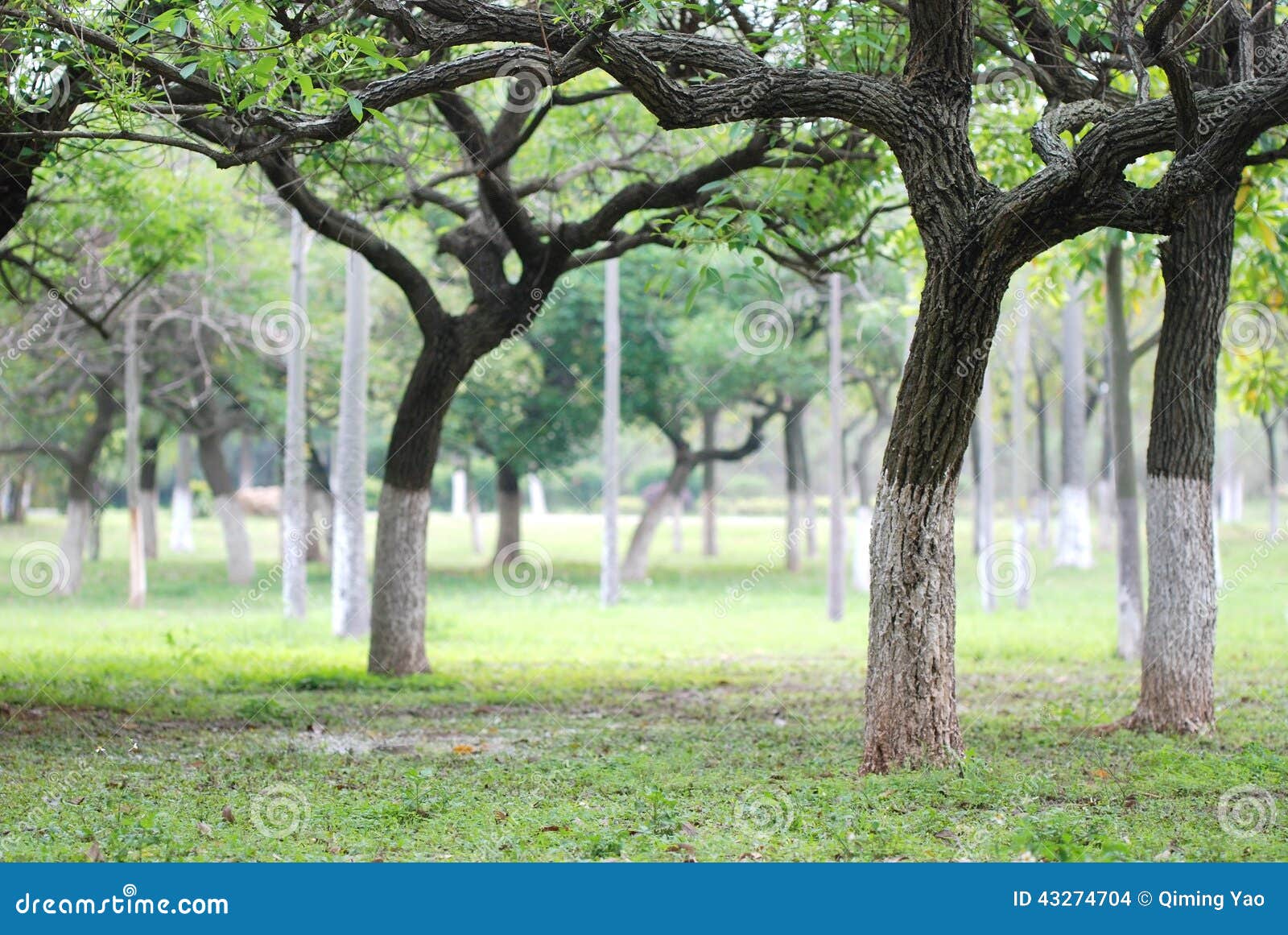 Trees on the ranch stock photo. Image of summer, farm - 43274704
