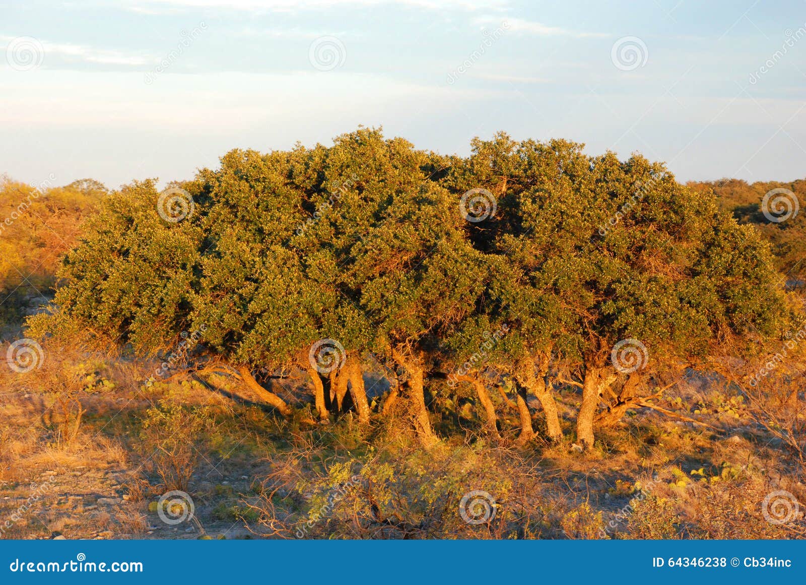 Trees on a ranch stock photo. Image of texas, nature - 64346238