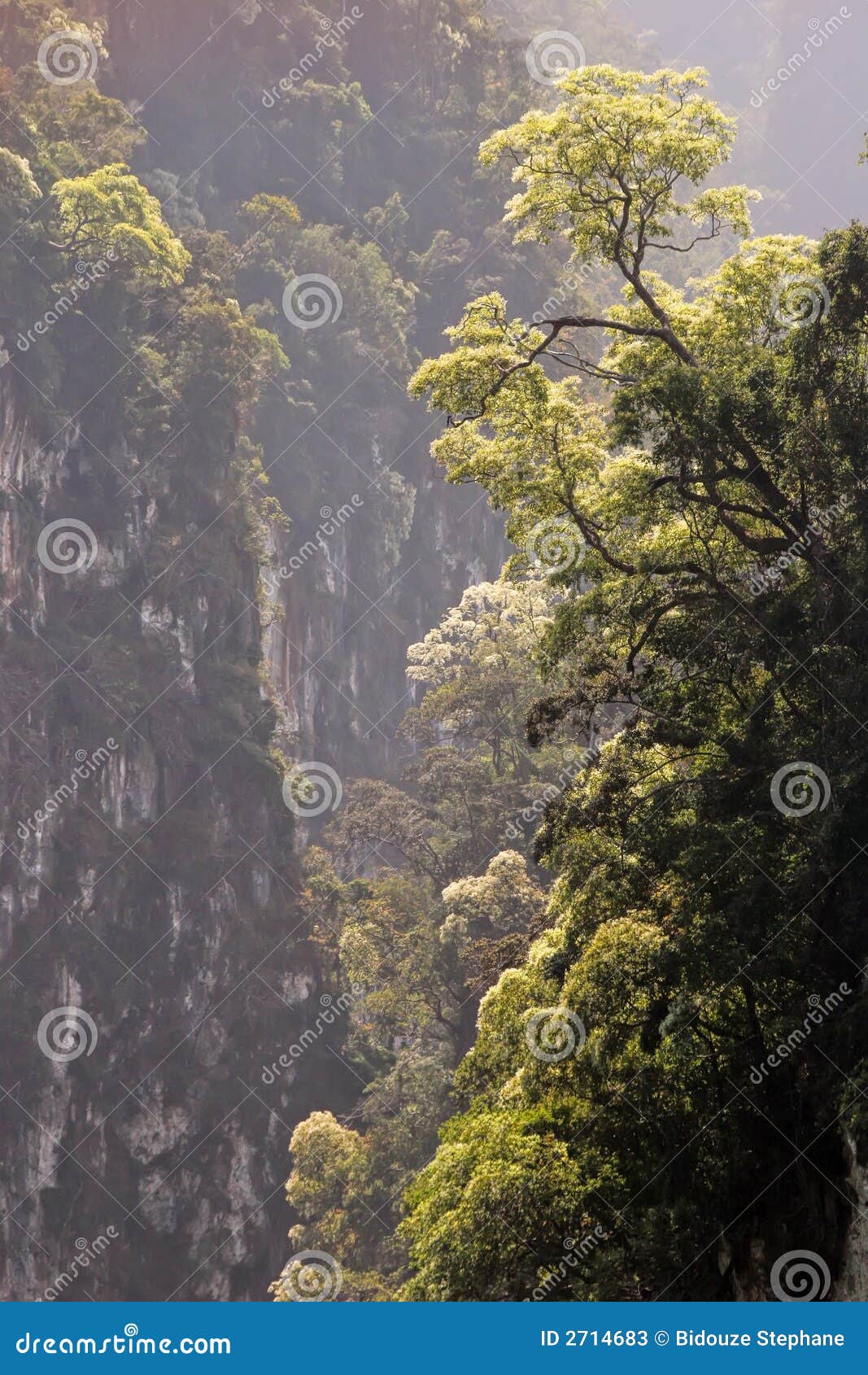 Trees on ravine stock image. Image of mountaintop, destination - 2714683