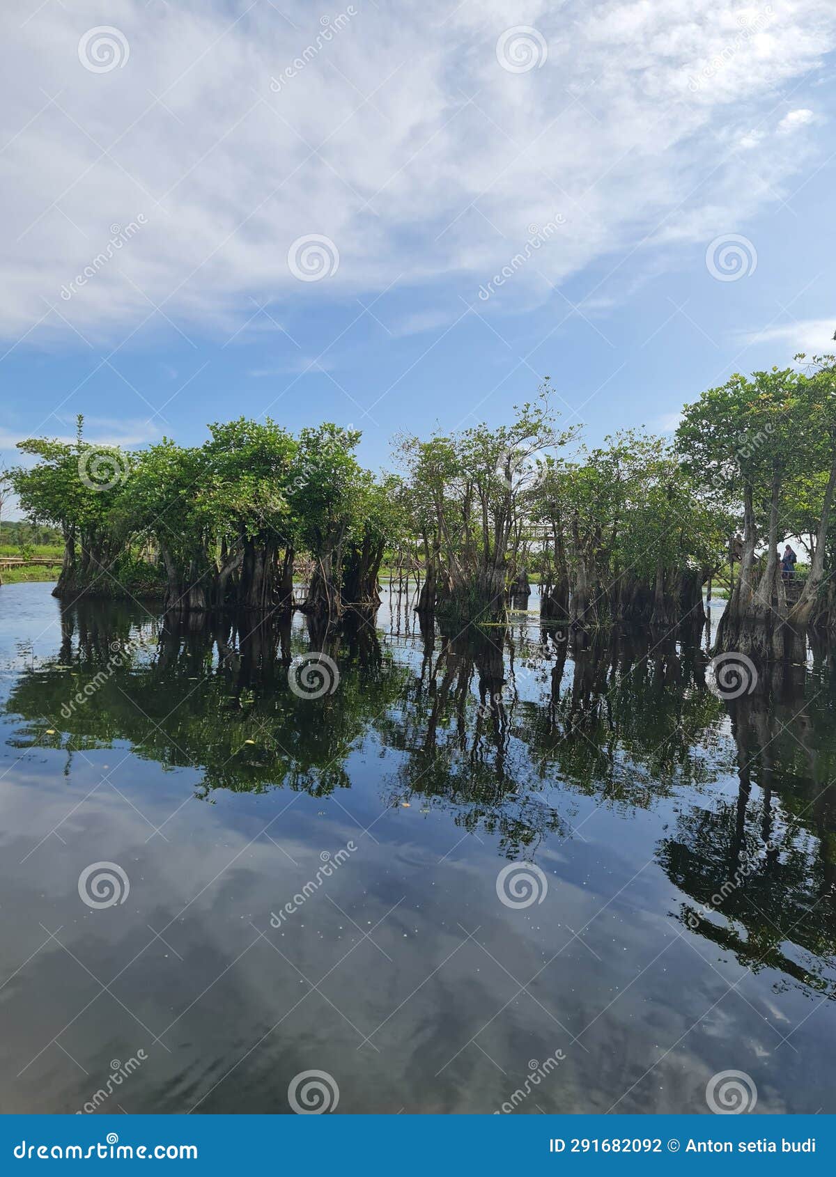The Trees in Rawah are Very Beautiful Under the Sunlight Stock Photo ...