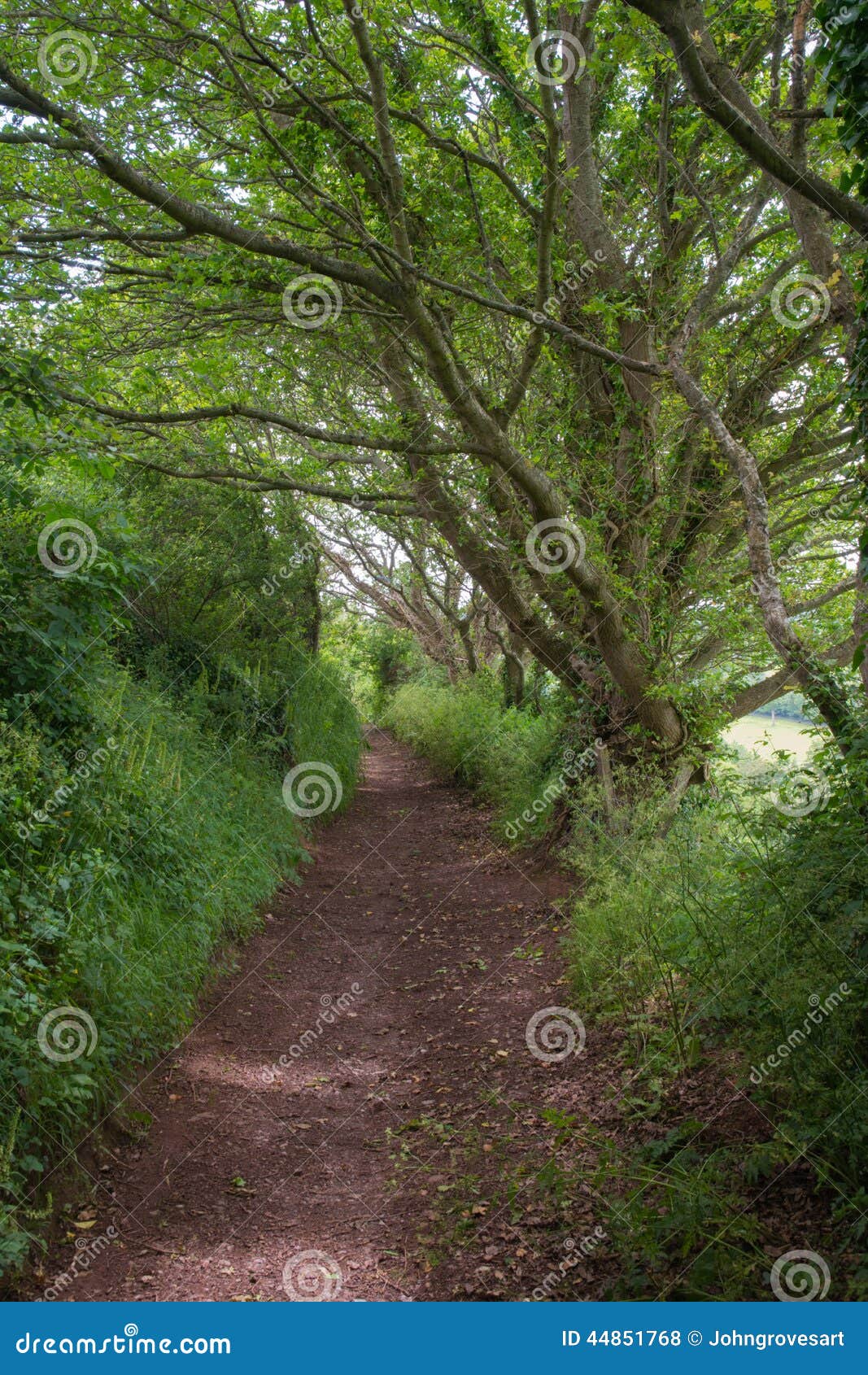 Trees Reaching Over the Path Stock Photo - Image of peace, remote: 44851768