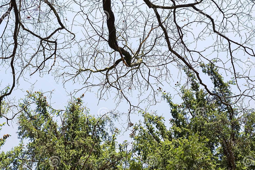 Trees reaching stock photo. Image of outdoor, garden - 228383472