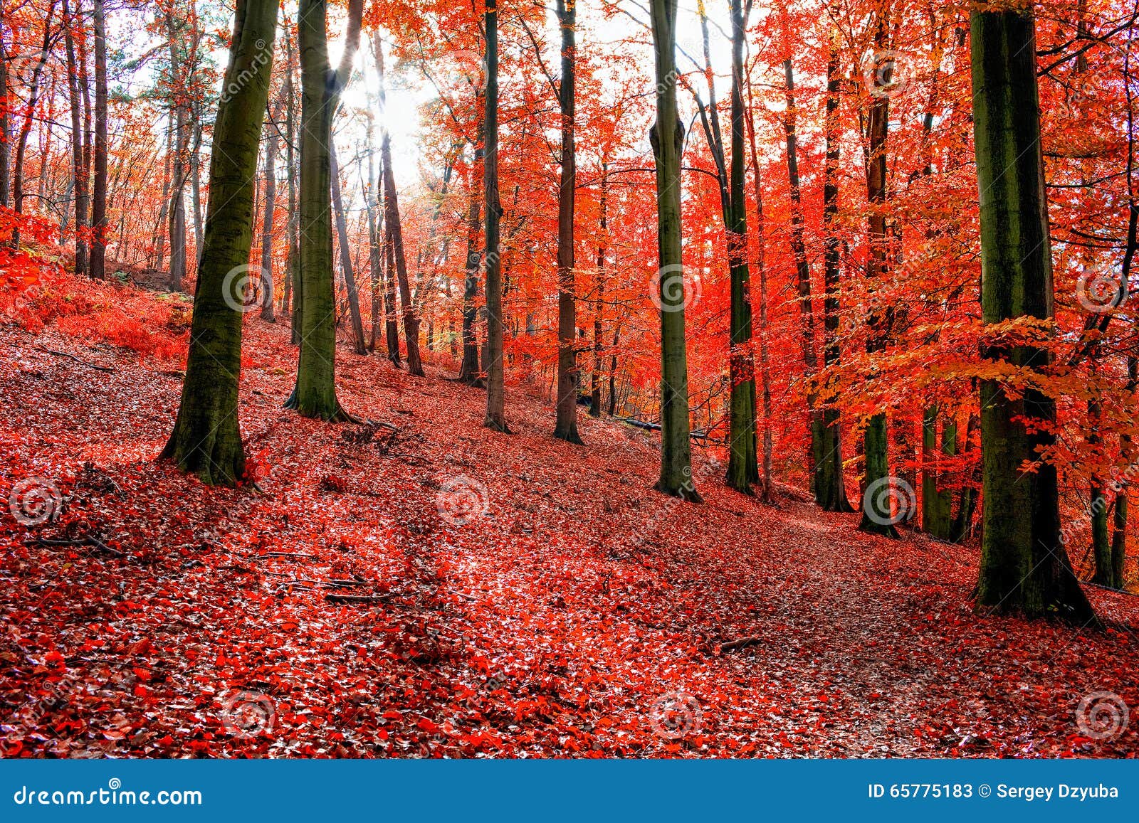 Trees with Red Autumn Leafs in Sonian Forest Stock Image - Image of ...