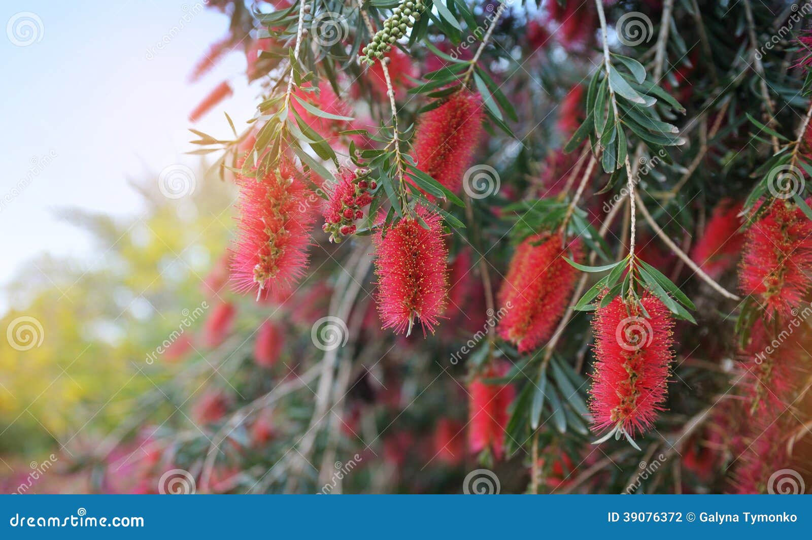 Trees with Red Flowers Callistemon Closeup Stock Photo - Image of bush ...