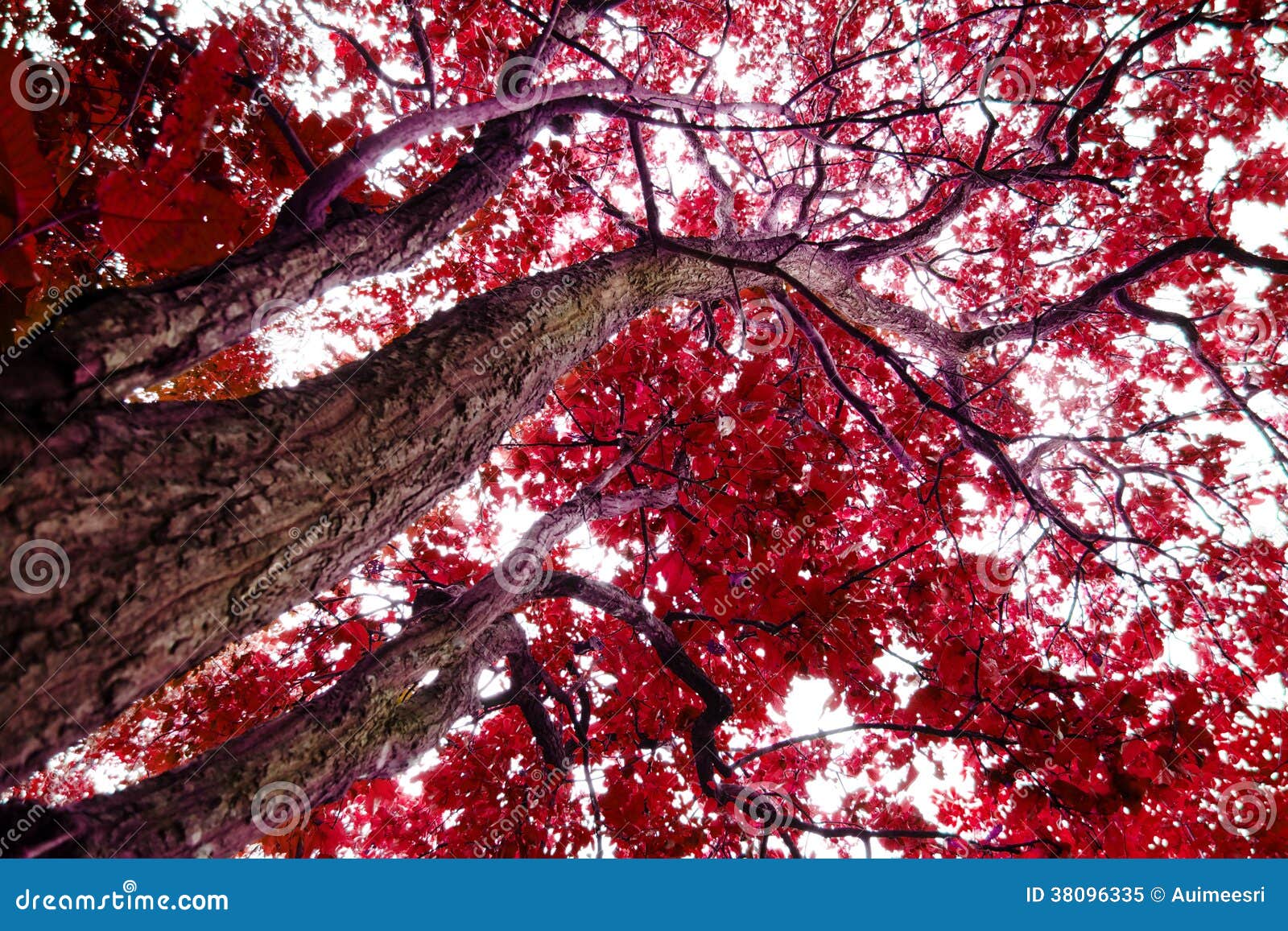 Trees with red leaves stock image. Image of foliage, leaf - 38096335