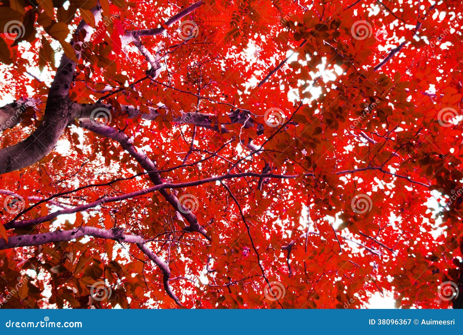 Trees with red leaves stock image. Image of leaves, maple - 38096367