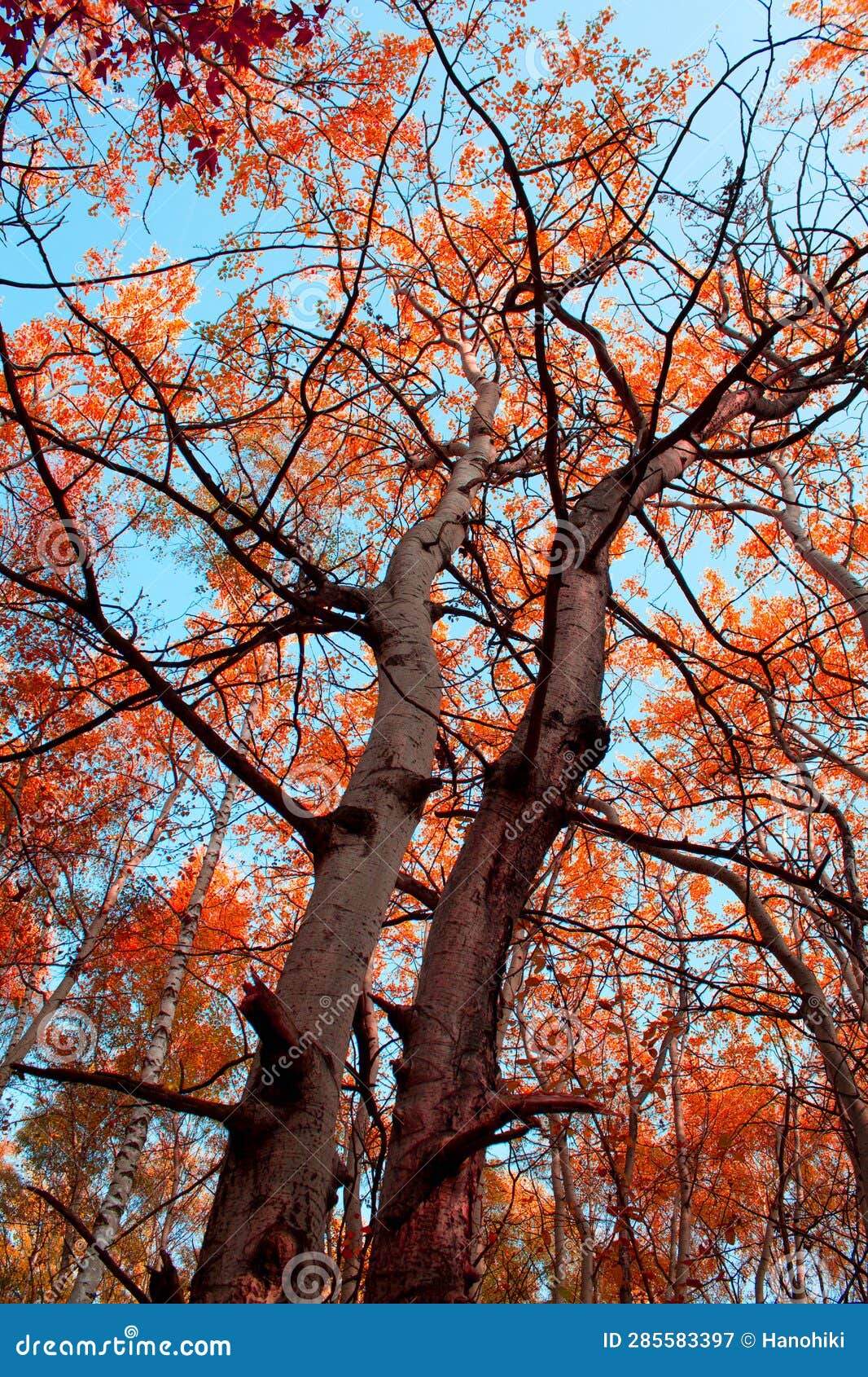 Trees with Red Leaves, Autumn Colored Tree Landscape Stock Image ...