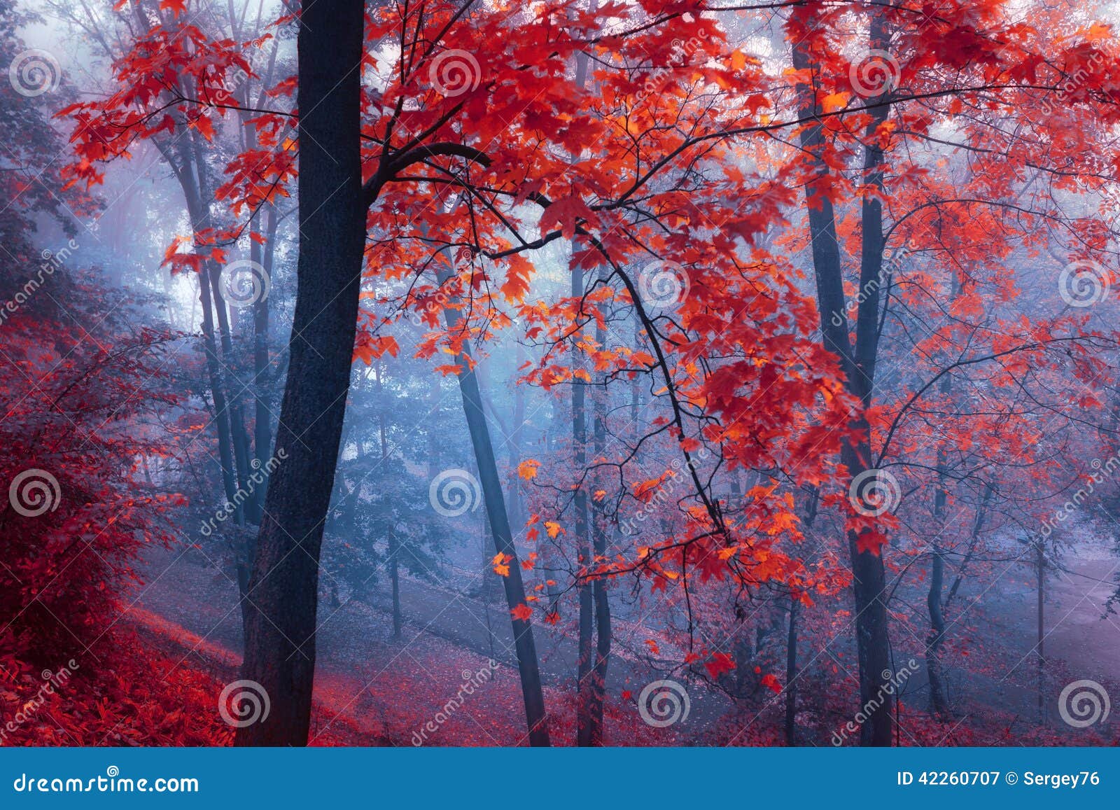 Trees with Red Leaves in Blue Mist Stock Image - Image of maple, autumn ...