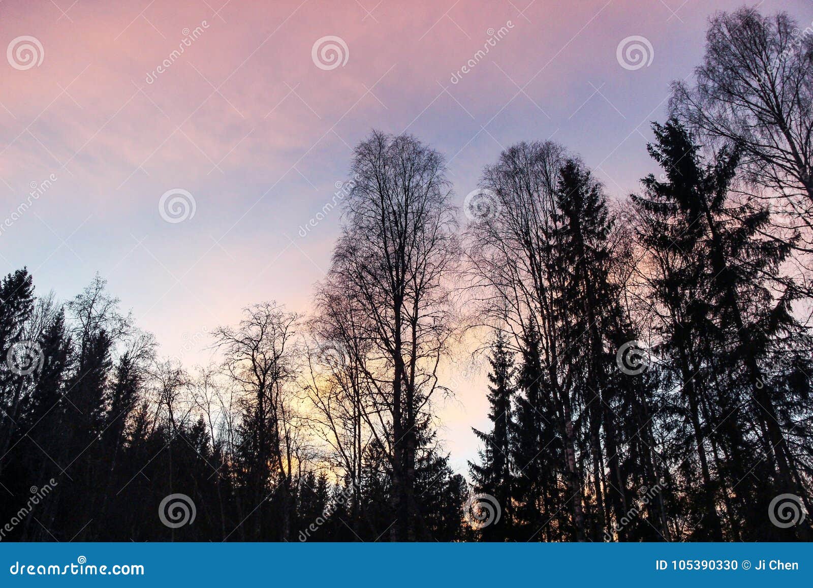 Trees in red sky at sunset stock photo. Image of clouds - 105390330