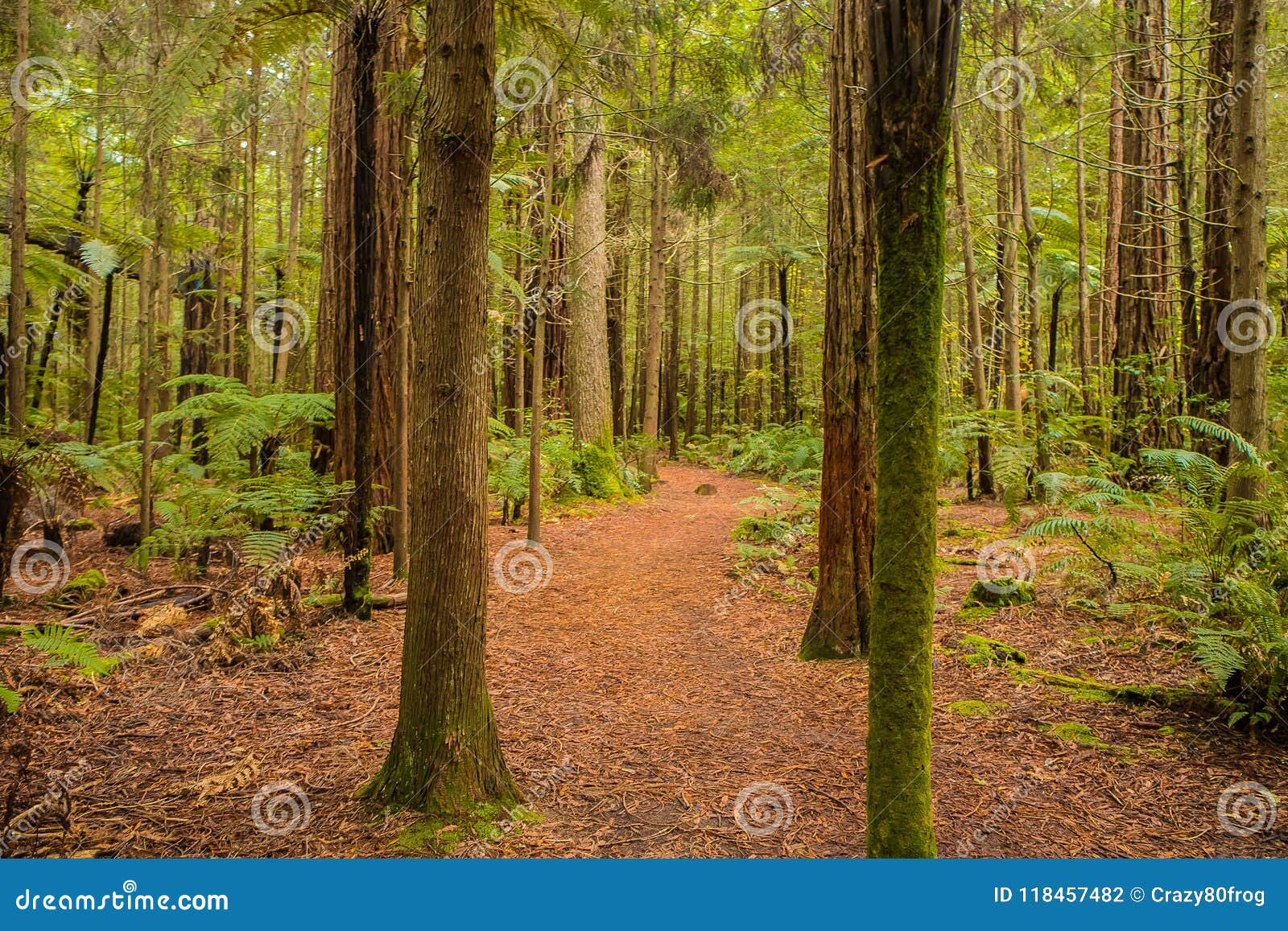 Trees in a red wood forest stock photo. Image of redwood - 118457482