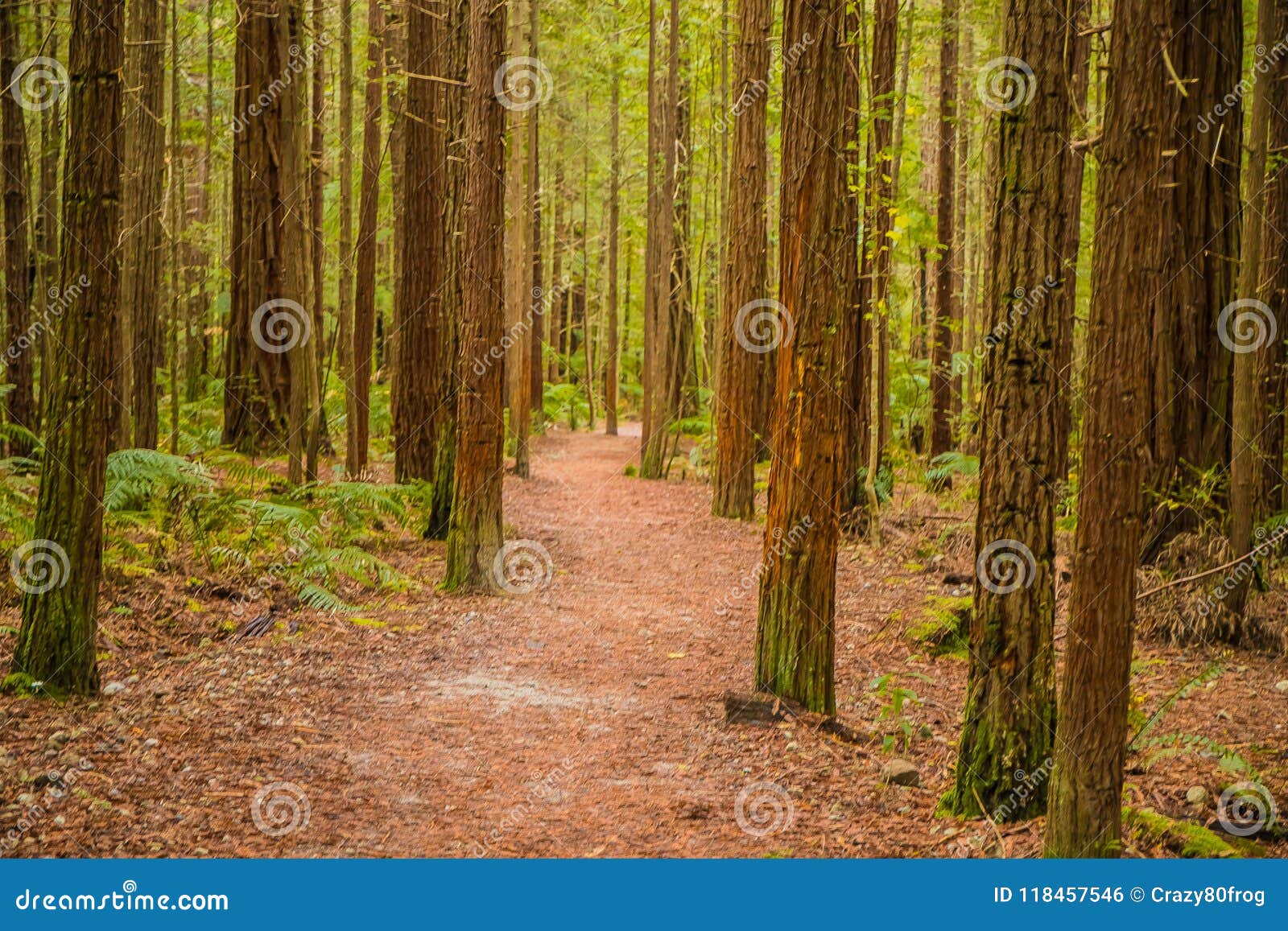Trees in a red wood forest stock photo. Image of ancient - 118457546