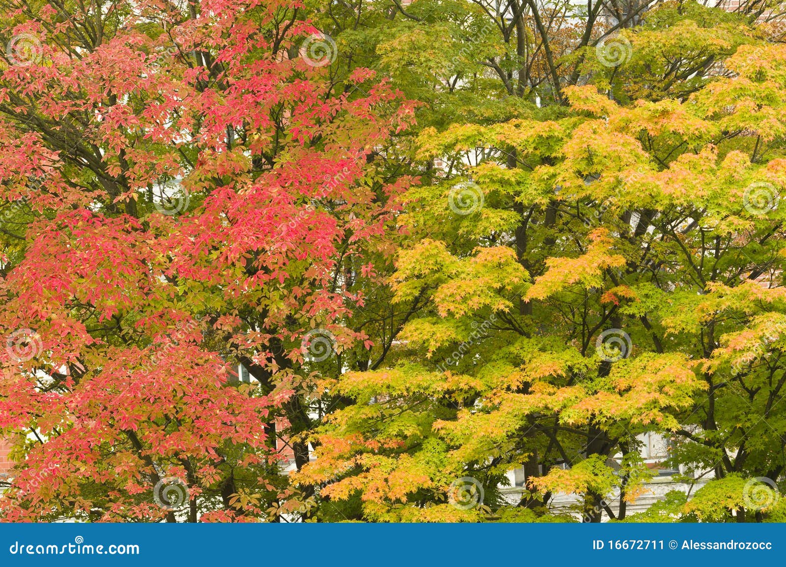 Trees with Red and Yellow Leaves Stock Image - Image of season, autumn ...