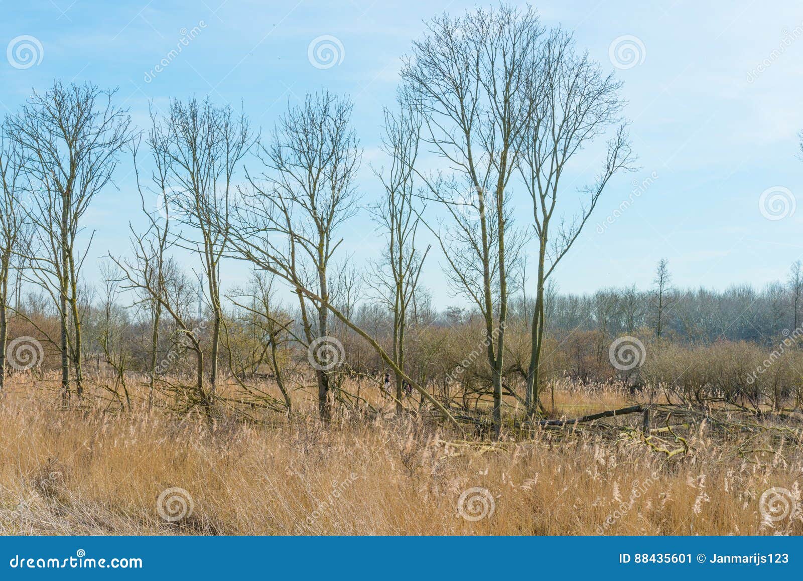 Trees and Reed in a Field in Winter Stock Image - Image of landscape ...