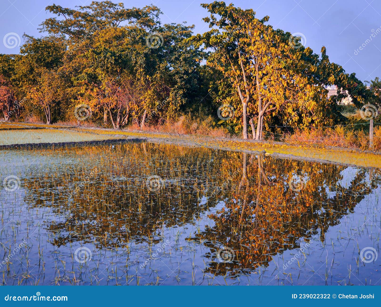 Trees Reference on the Water Stock Photo - Image of landscape, wetland ...
