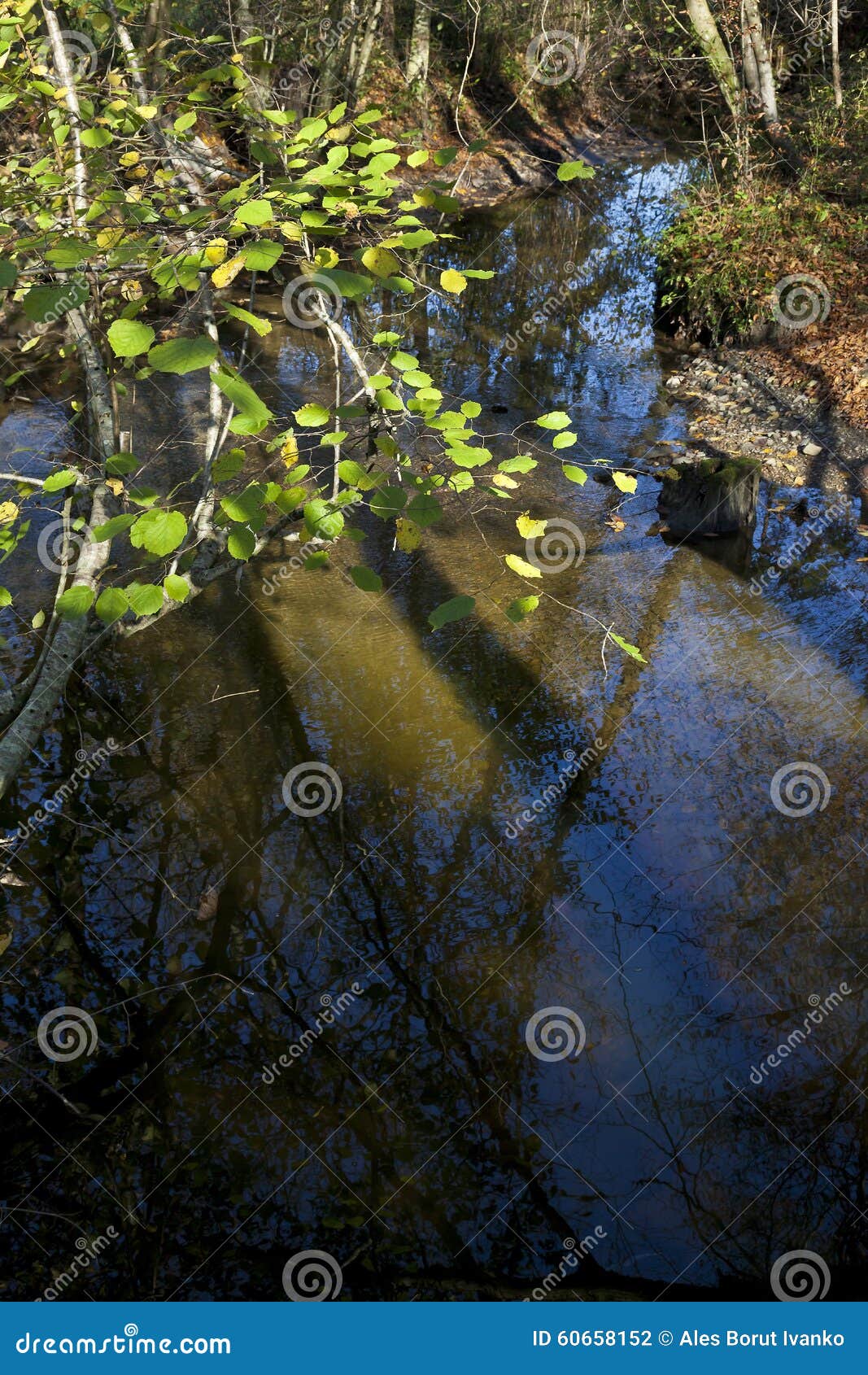Trees reflect in a river stock photo. Image of background - 60658152
