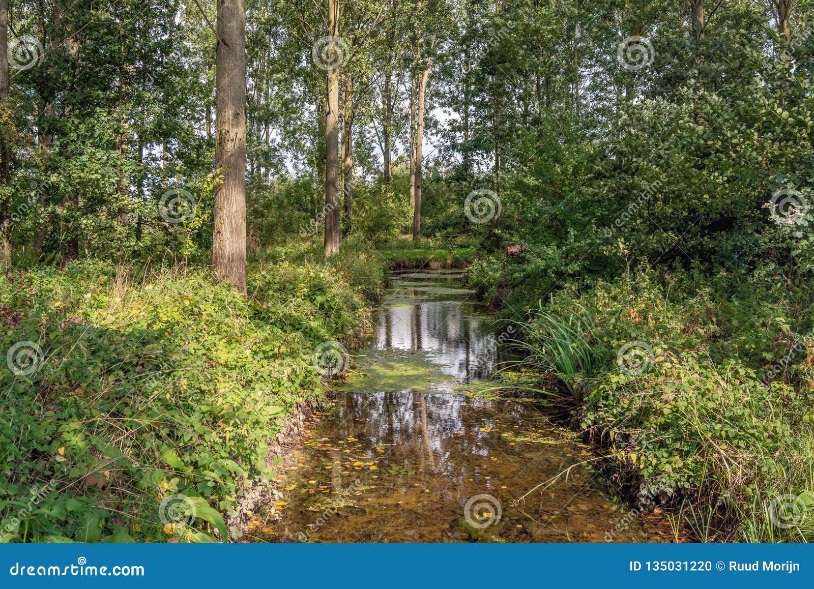 Trees Reflect in the Water Surface of a Narrow Stream in the Forest ...
