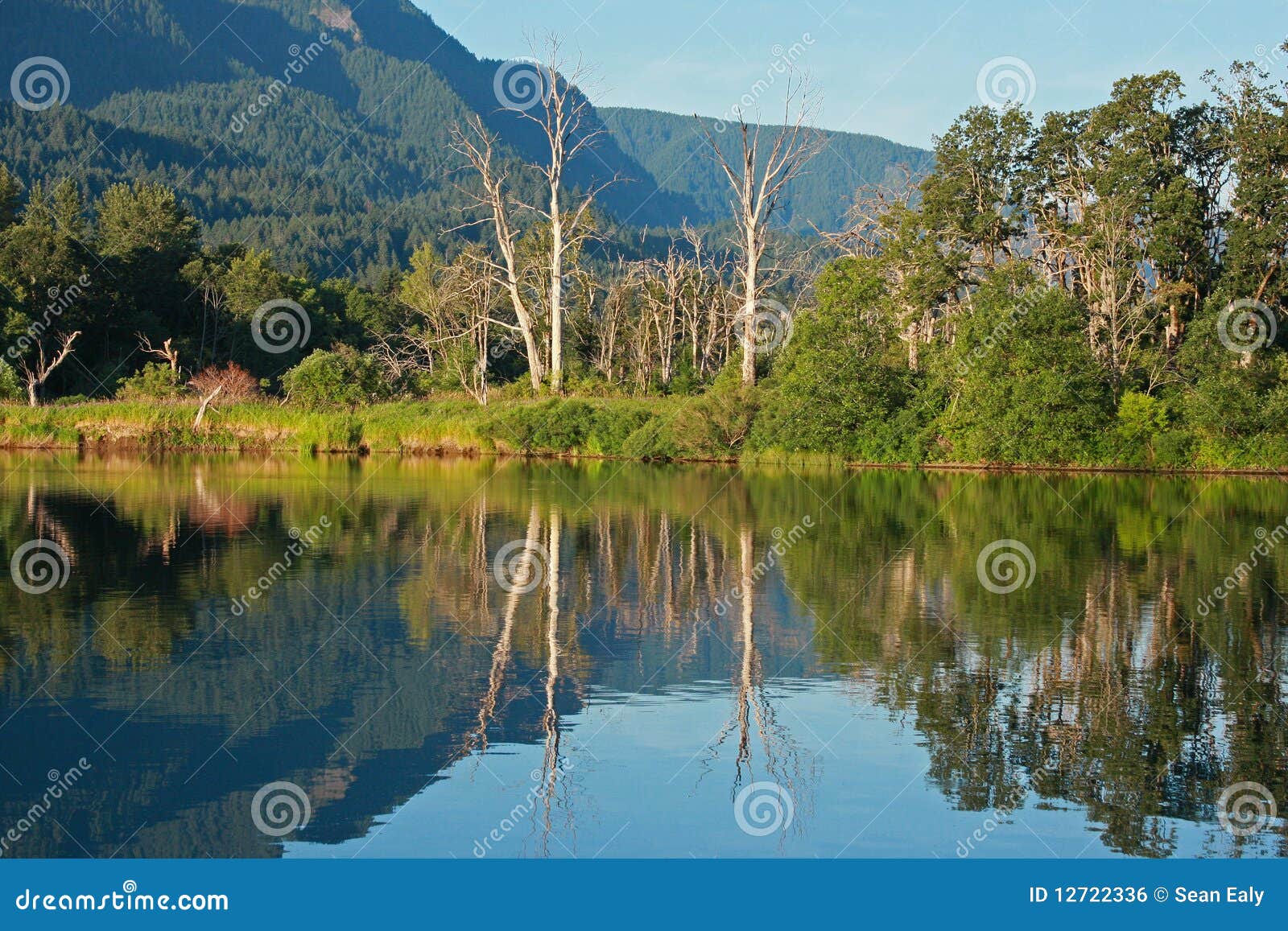 Trees Reflected stock photo. Image of grass, blue, leafless - 12722336