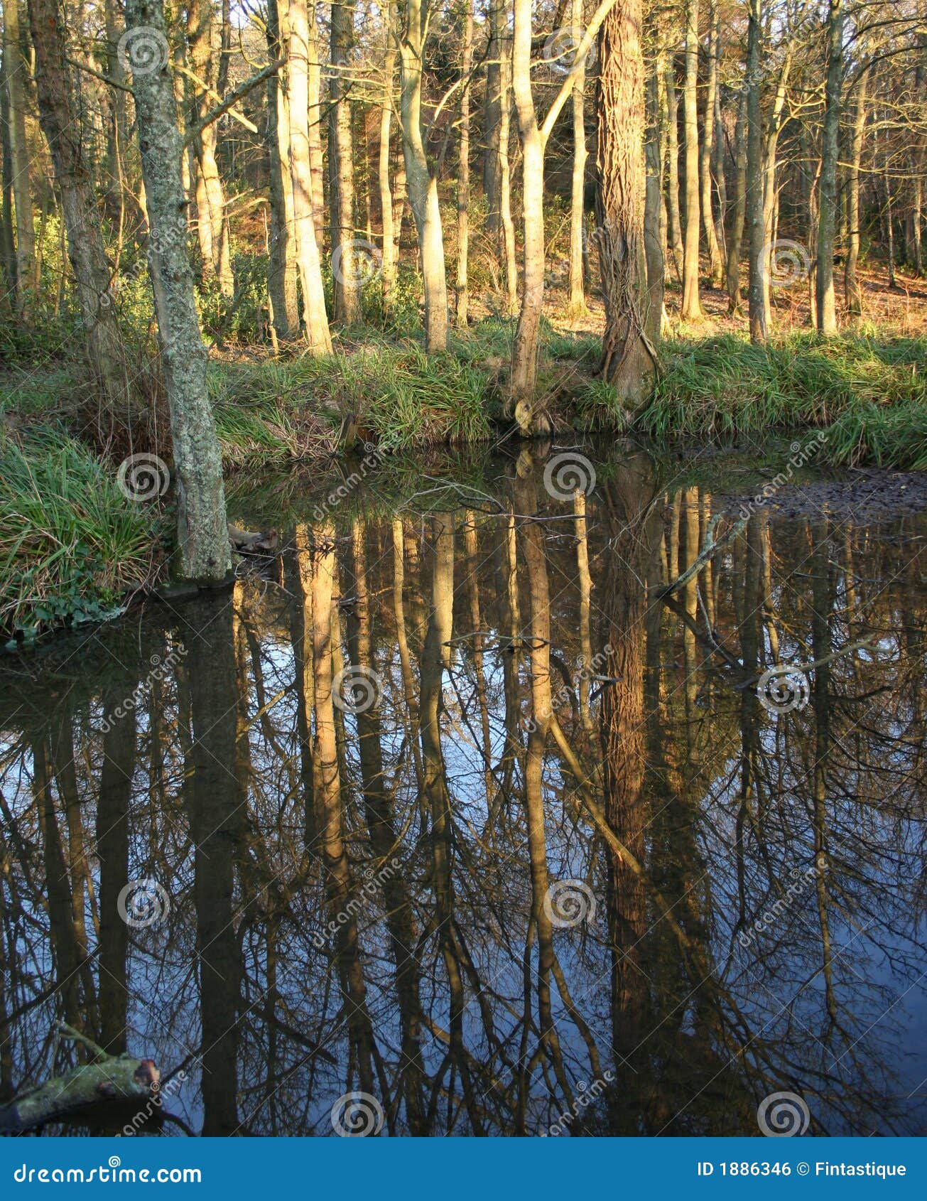 Trees reflected stock photo. Image of reflected, forest - 1886346