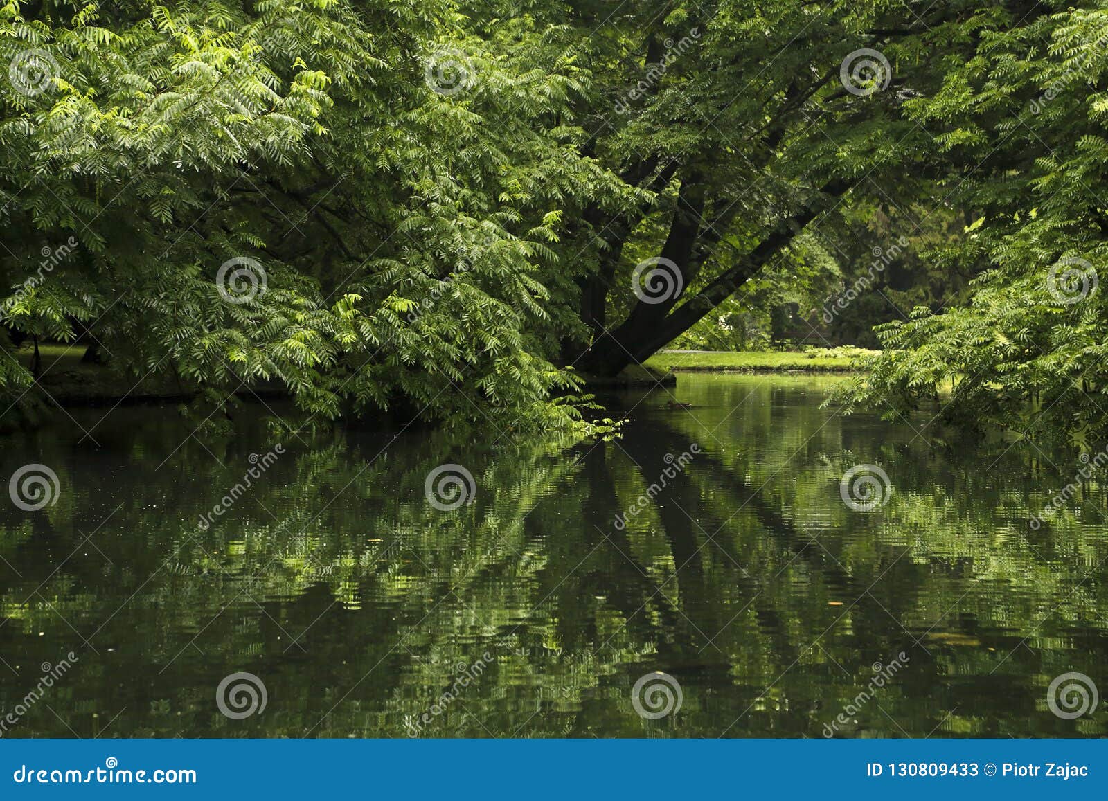 Trees in Park Reflected in Pond Stock Image - Image of outdoors, water ...