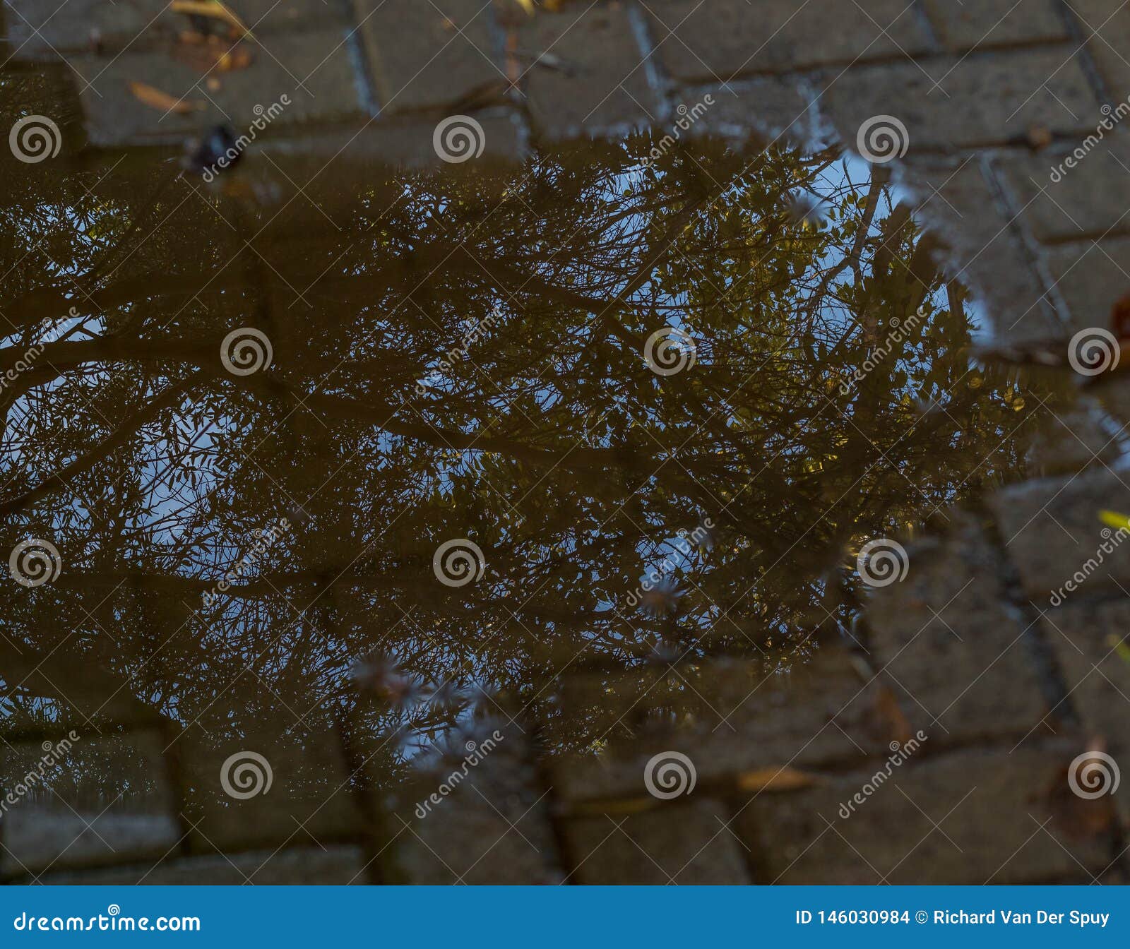 Trees Reflected in a Puddle Formed by a Rain Shower Stock Photo - Image ...
