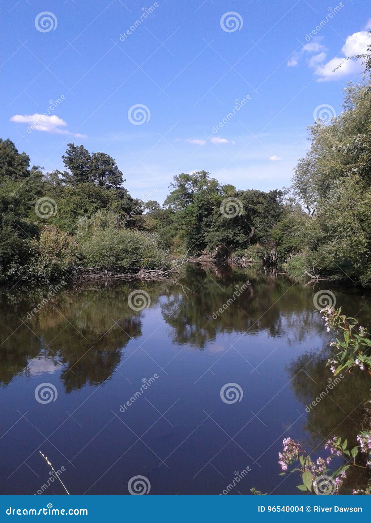Trees reflected on river stock photo. Image of rainforest - 96540004