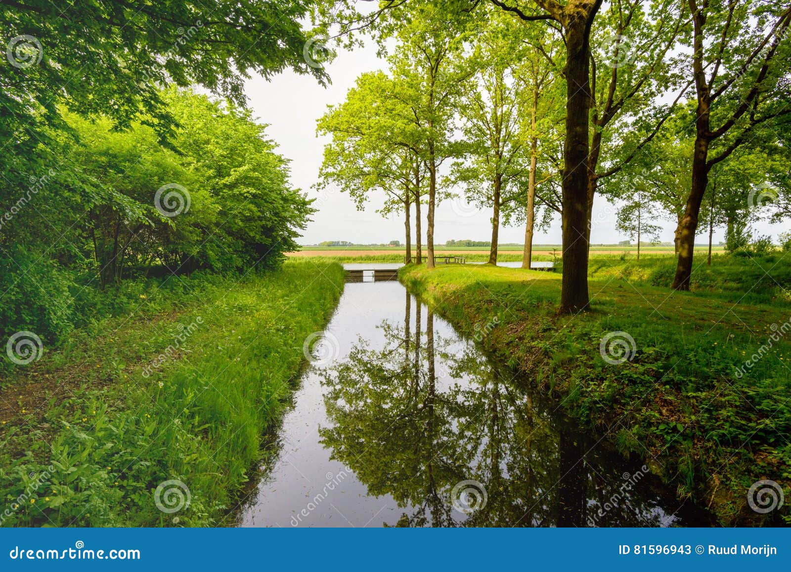 Trees Reflected in the Smooth Surface of a Straight Stream Stock Image ...