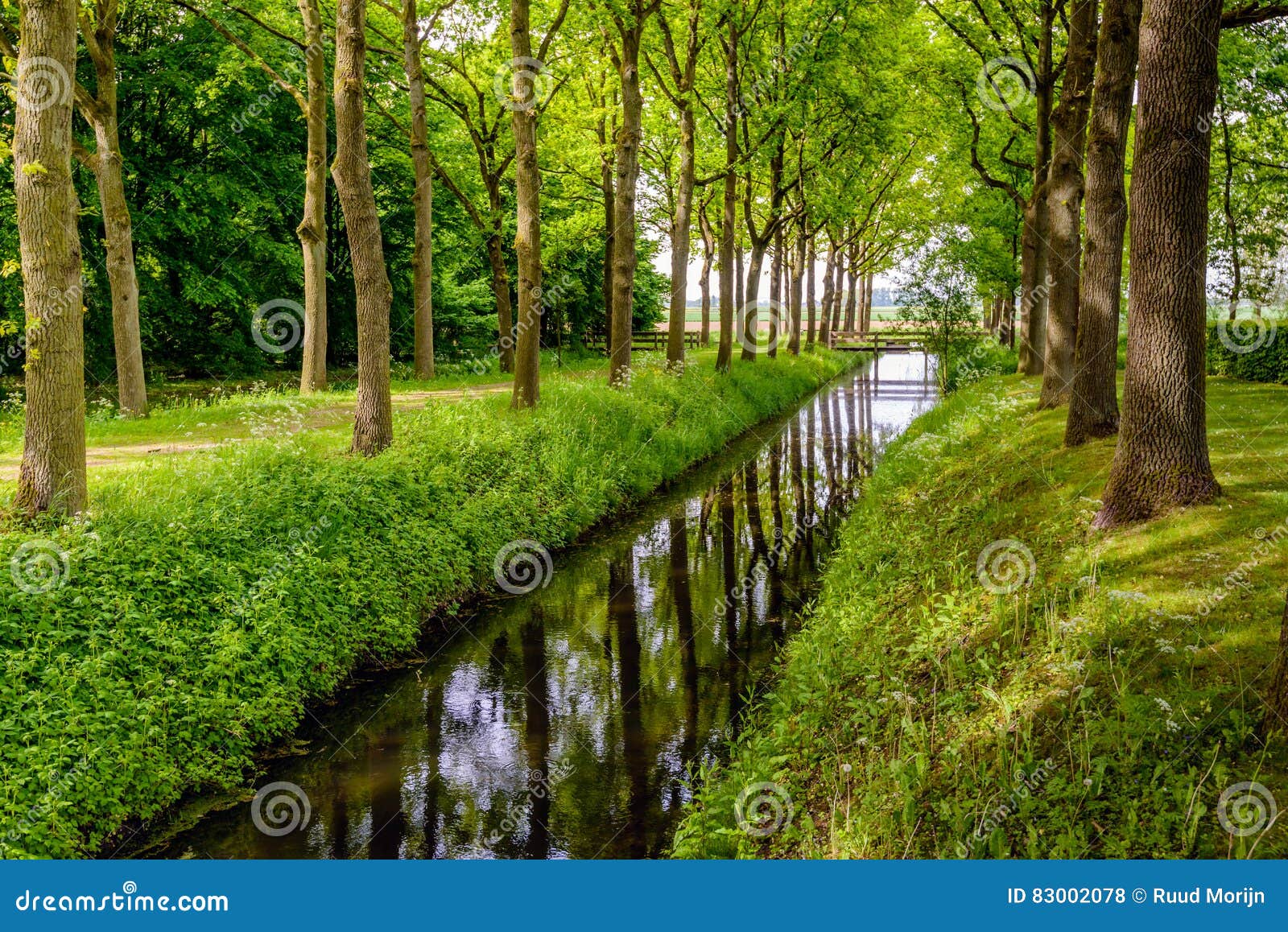 Trees Reflected in the Smooth Surface of a Straight Stream Stock Photo ...