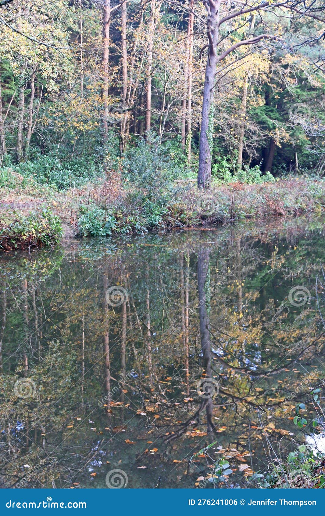 Trees Reflected at Stover Country Park in Devon Stock Photo - Image of ...