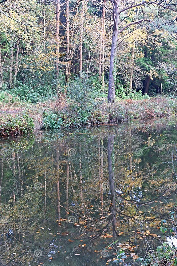 Trees Reflected at Stover Country Park in Devon Stock Photo - Image of ...