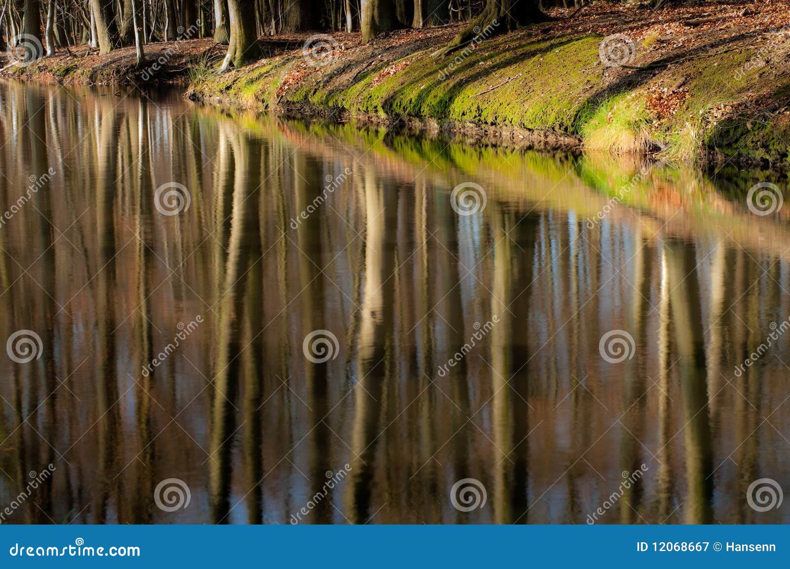 Trees reflected in water stock image. Image of tall, landscape - 12068667