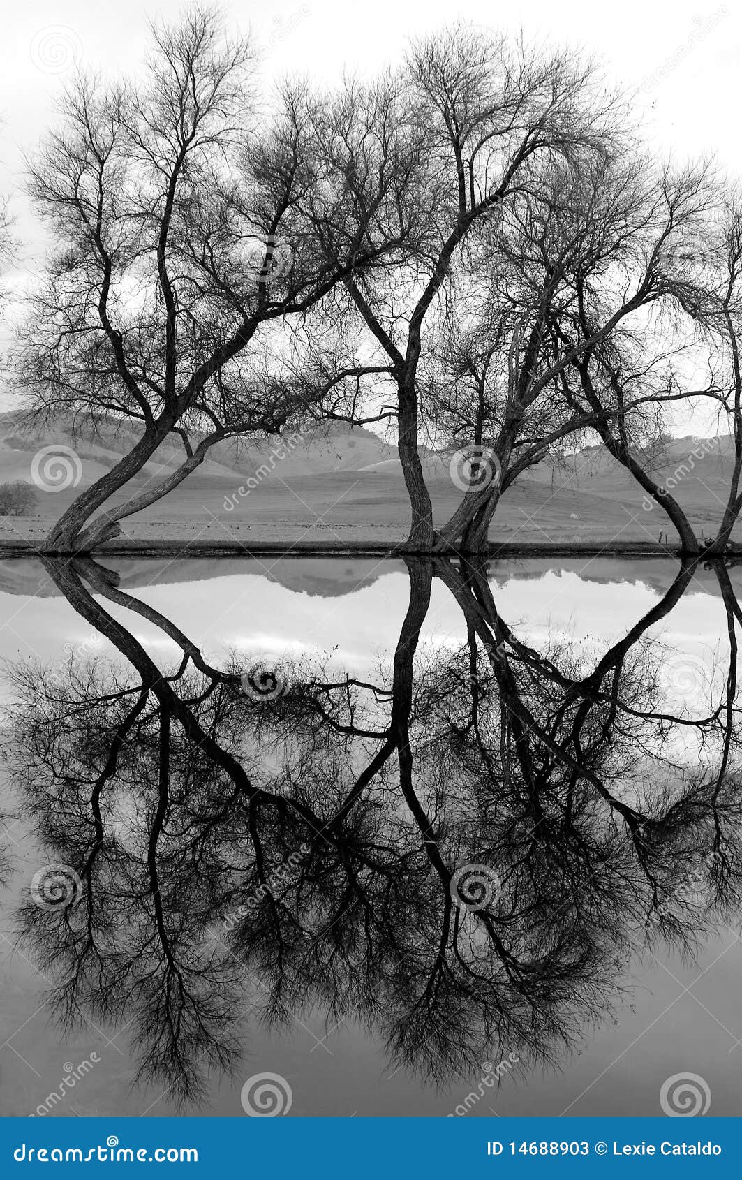 Trees Reflected in Water stock image. Image of wood, white - 14688903