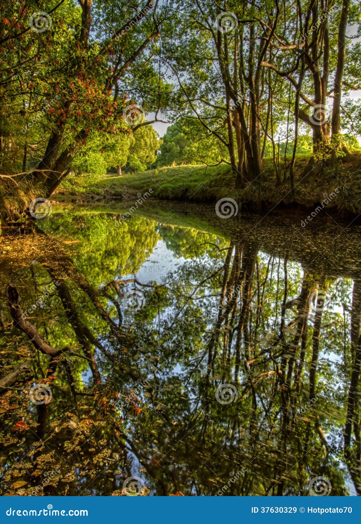 Trees Reflected in Water stock image. Image of wood, south - 37630329