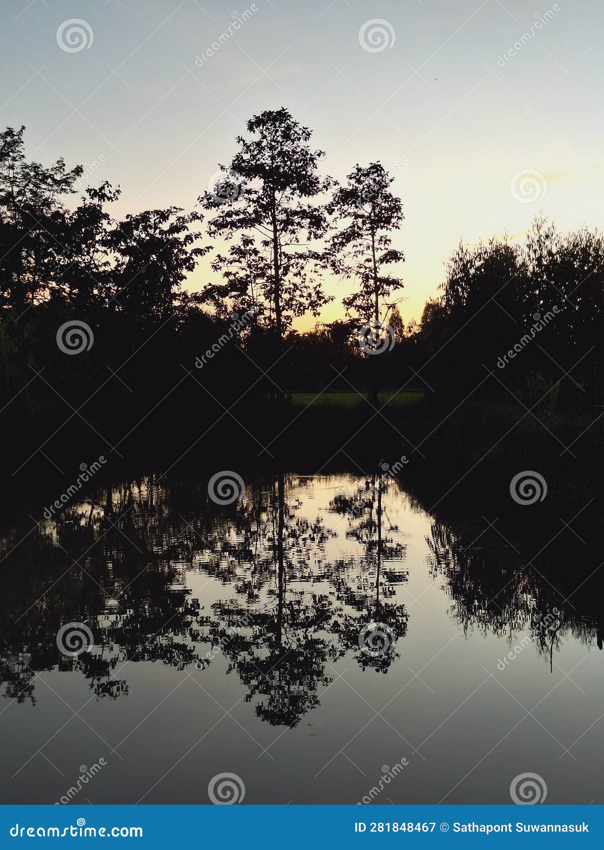 Trees Reflected from the Water Stock Image - Image of plant, branch ...