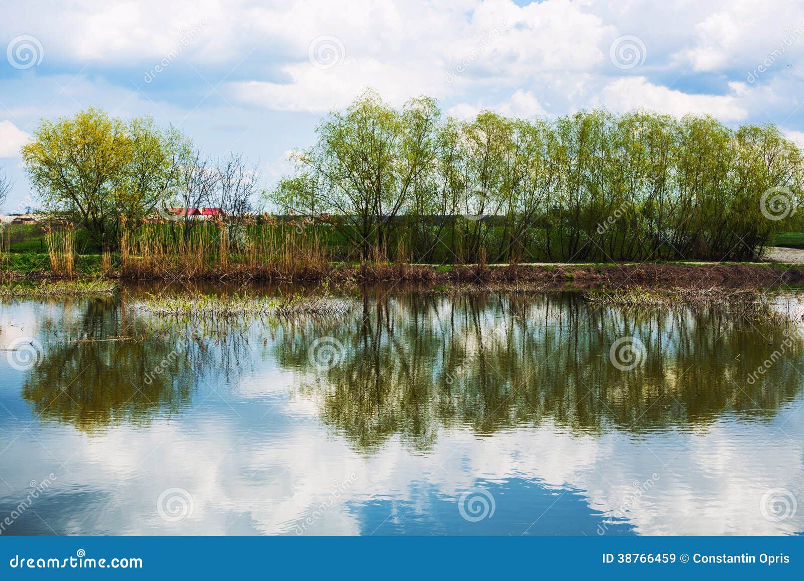Trees reflected in water stock image. Image of reflected - 38766459
