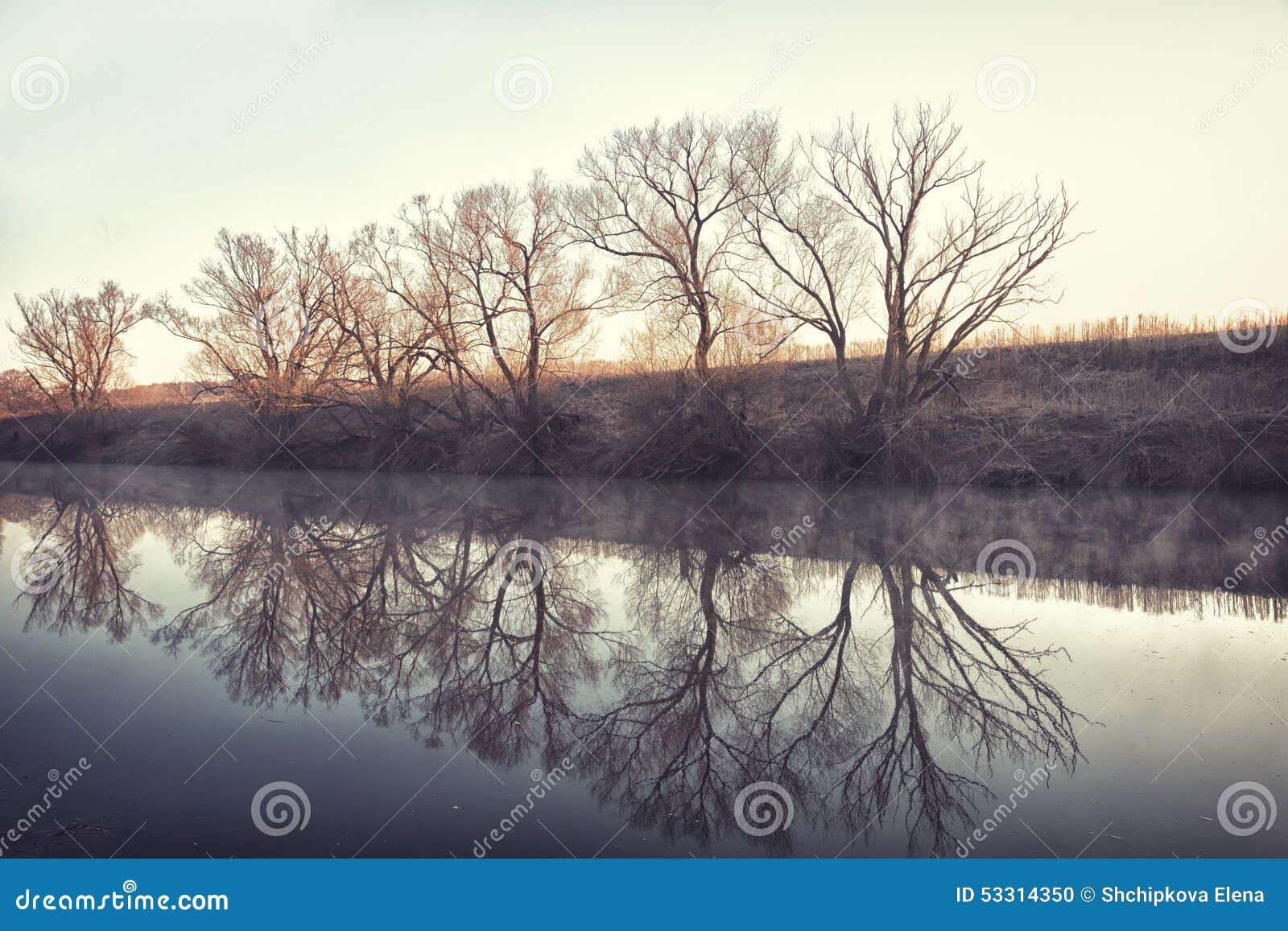 Trees are Reflected in Water Early in the Morning in the Spring Stock ...
