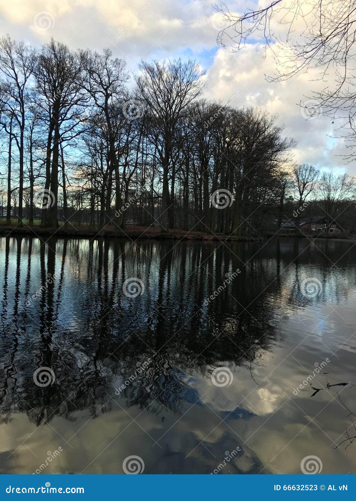 Trees reflected in water stock image. Image of reflection - 66632523
