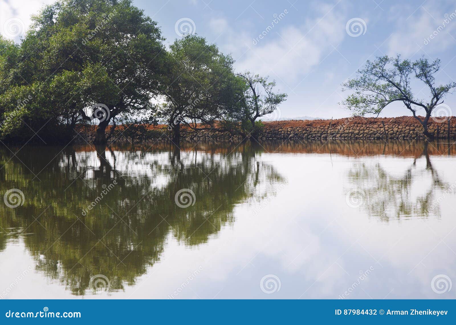Trees Reflected in the Water Stock Photo - Image of plant, nature: 87984432