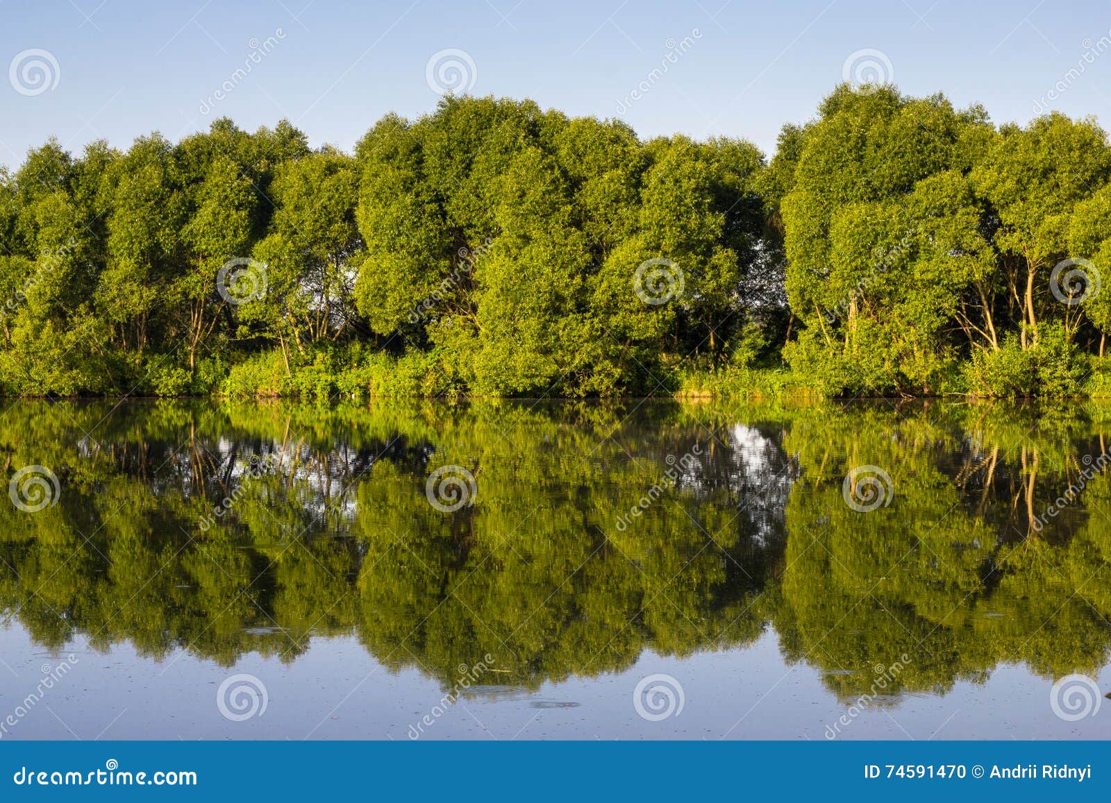 Trees Reflected in the Water of the Lake Stock Photo - Image of lake ...