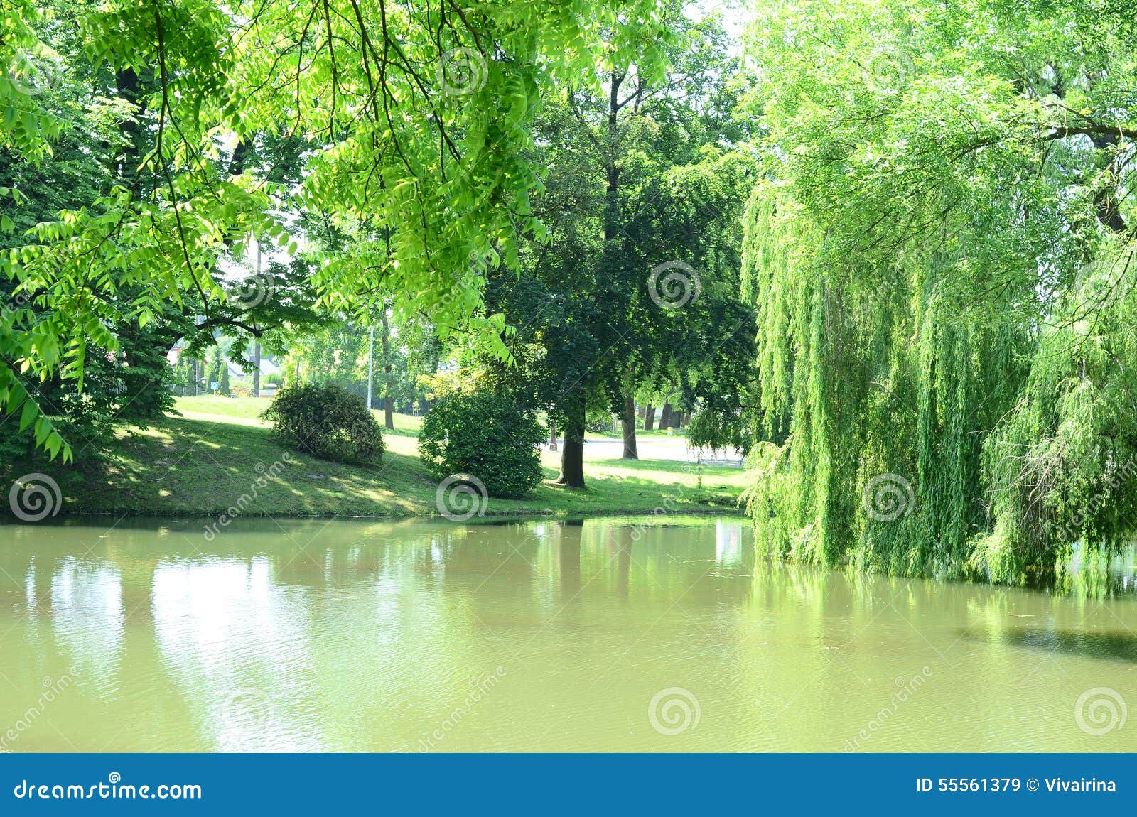 Trees reflected in water stock image. Image of park, nature - 55561379