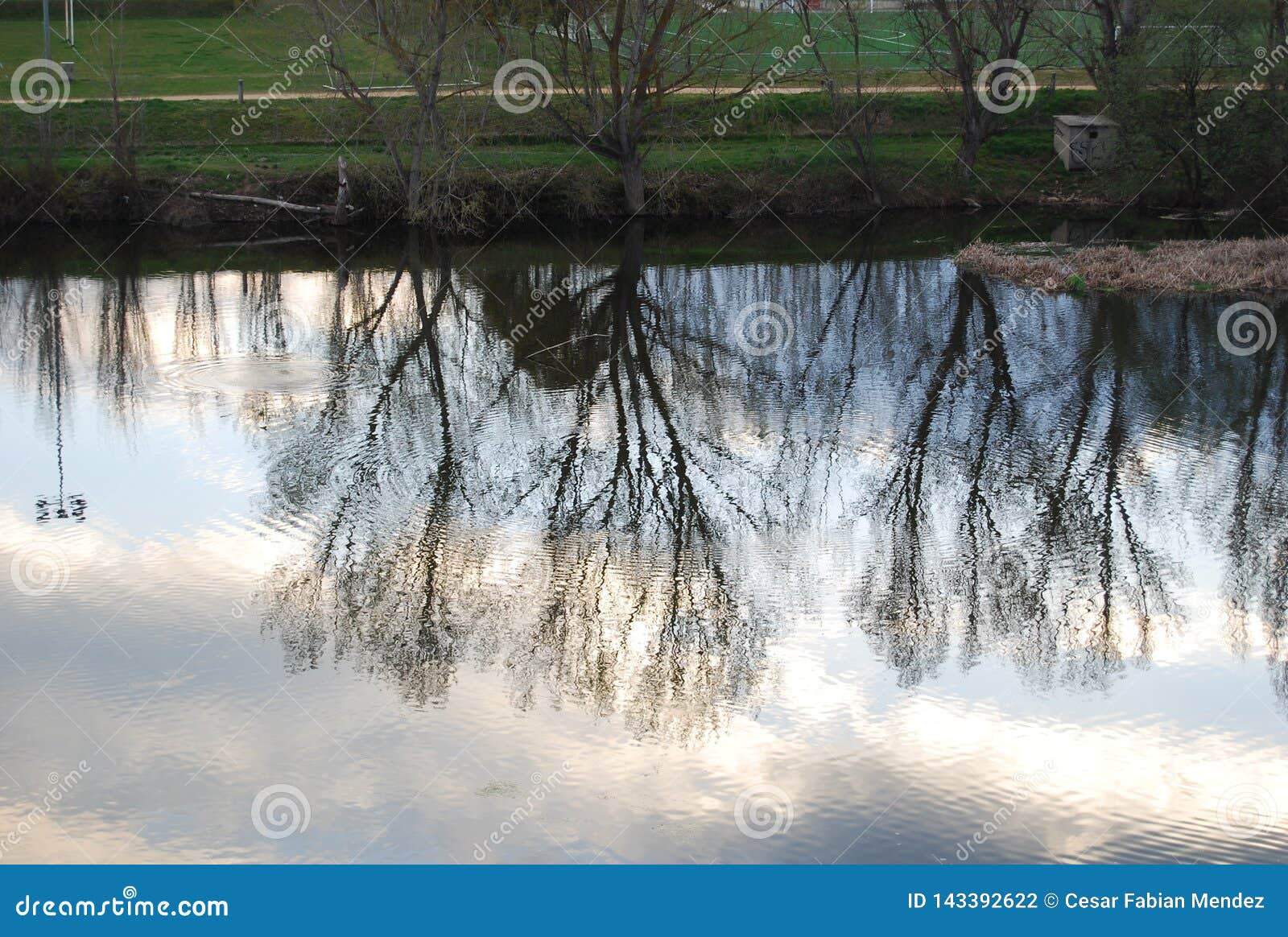 Trees Reflected in the Water Stock Photo - Image of river, trees: 143392622