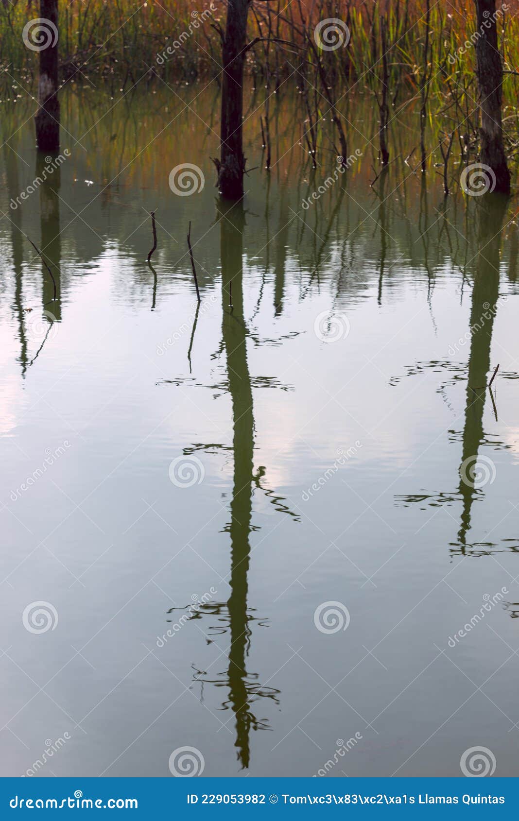 Trees Reflected in the Water Stock Photo - Image of mirror, water ...