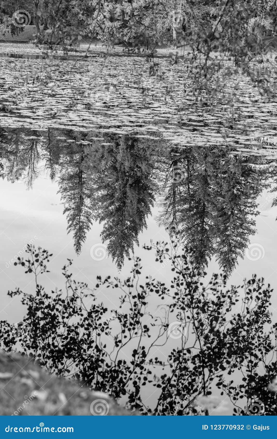 Trees Reflecting on Lake in Autumn Stock Photo - Image of pond, tree ...