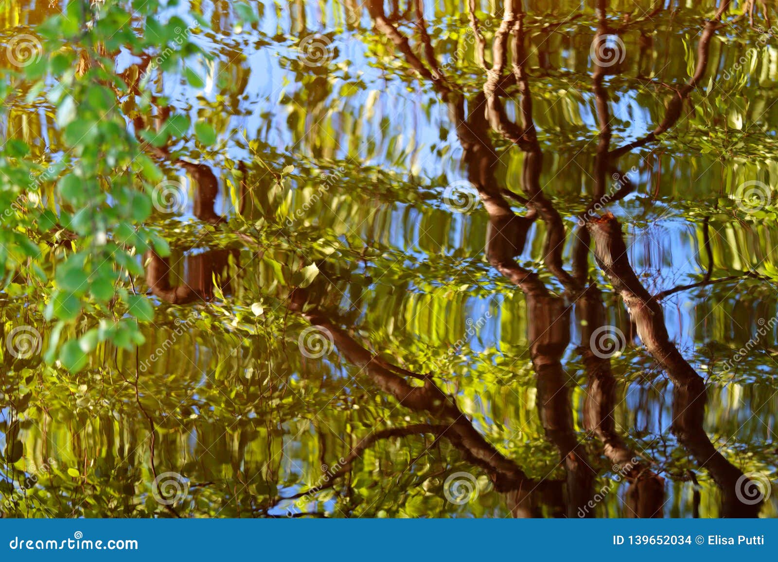 Trees Reflecting on a Lake Surface Stock Photo - Image of green, leaf ...